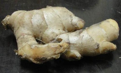 Hingu (Ferula foetida/ Narthex asafoetida)