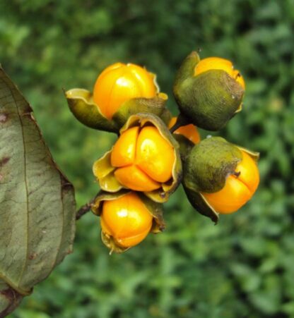 Kampillaka (Mallotus philippinensis)